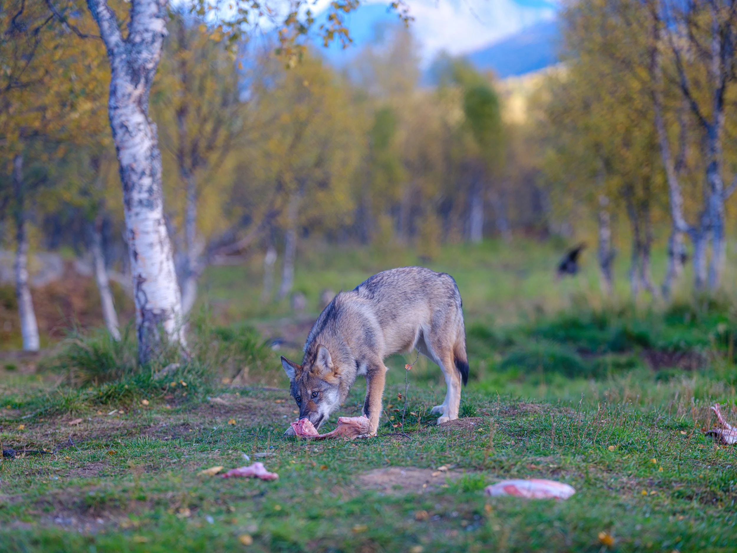 Åpningstider og aktiviteter — Polar Park