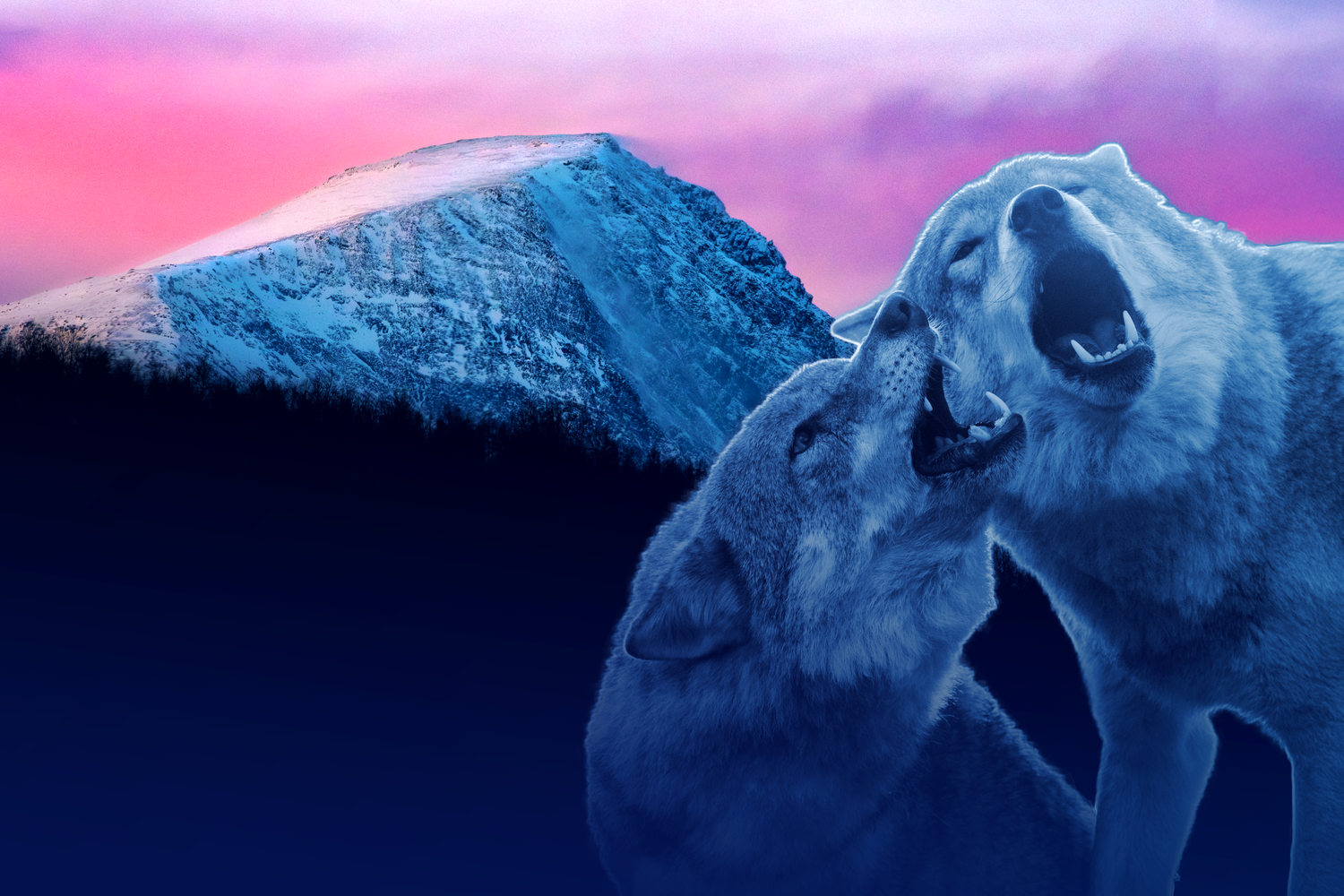 Welcome to Polar Park - the world's northernmost animal park — Polar Park