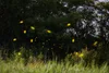 Firefly Nights — Friends of Blue Spring State Park