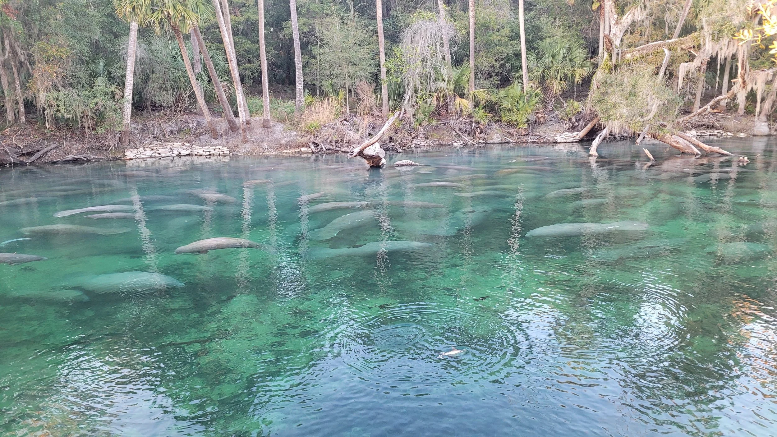 About — Friends of Blue Spring State Park