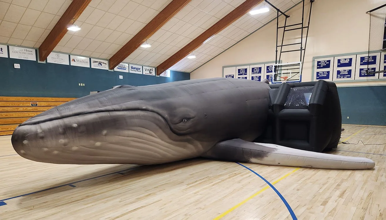 Remembering Our First Whale Visit: A Whale-Sized Success at Hancock Grammar School — Within the ...