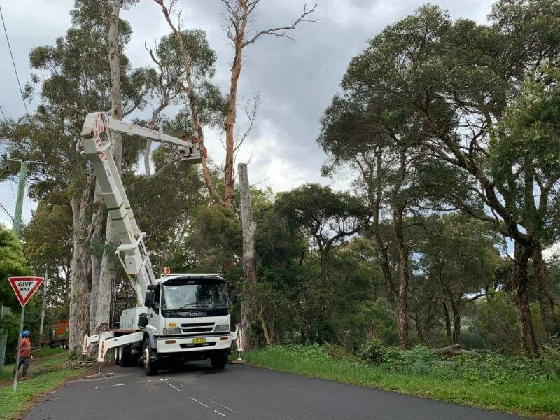 Tree Removal Blue Mountains | Summit Services — Summit Services