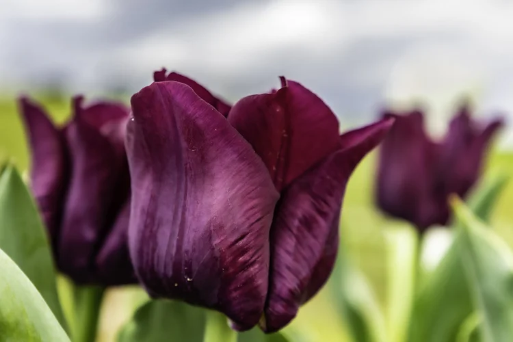 Lyon Family Farms LLC | High-Quality Meats | Beef | Pork | Chicken ...