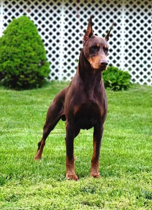 Sires | Explore Premier Doberman Sires — Doberman Fields'