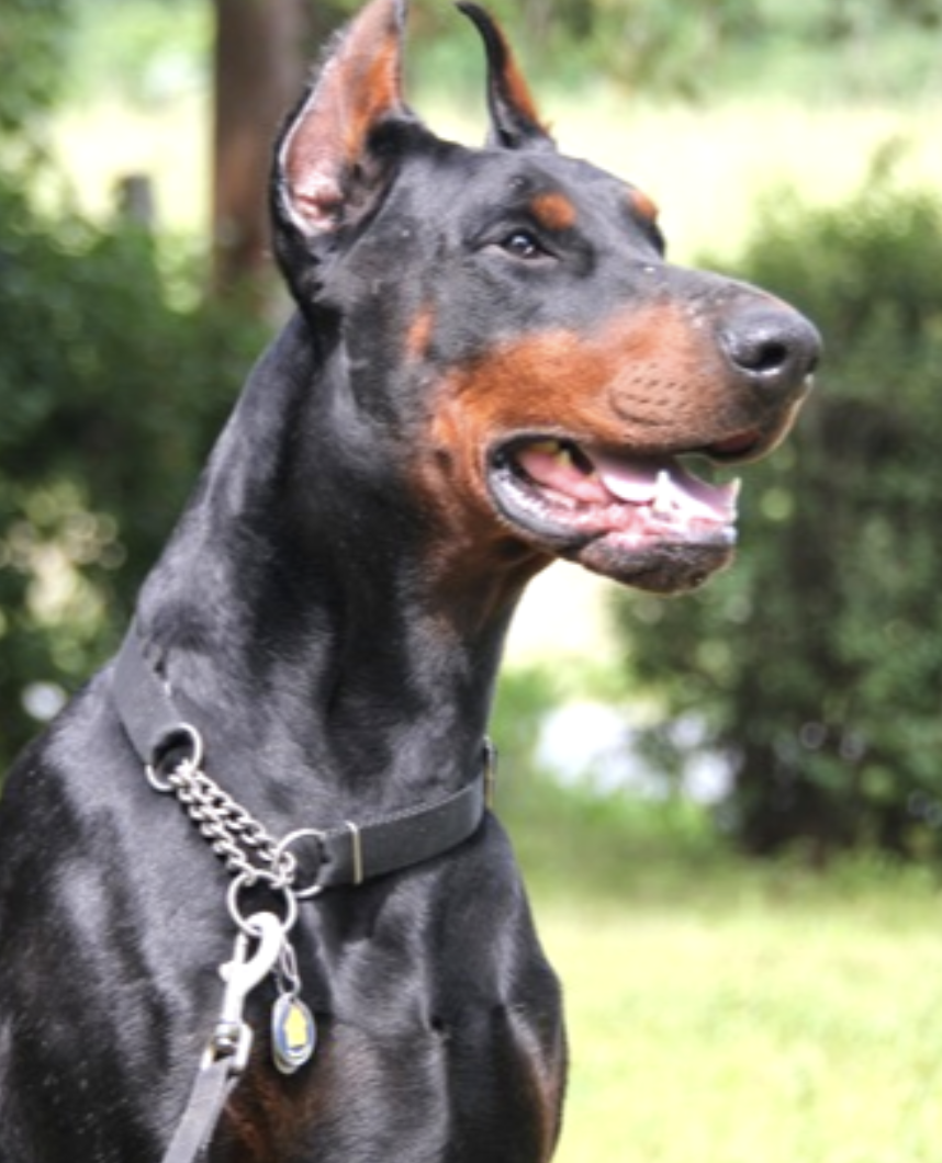 Sires | Explore Premier Doberman Sires — Doberman Fields'