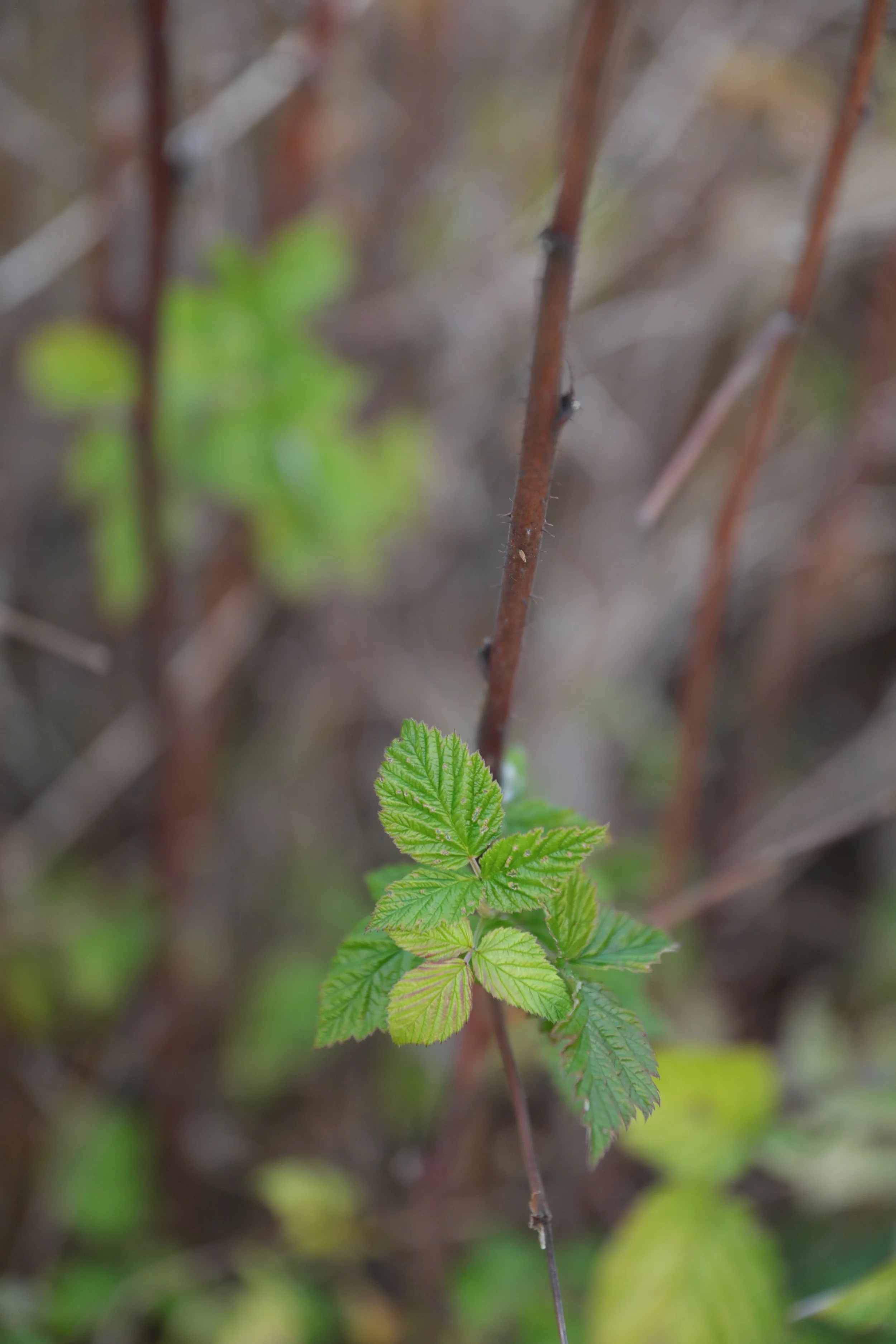 Raspberry Cane Care: Winter and Spring Tips for Bigger, Juicier ...