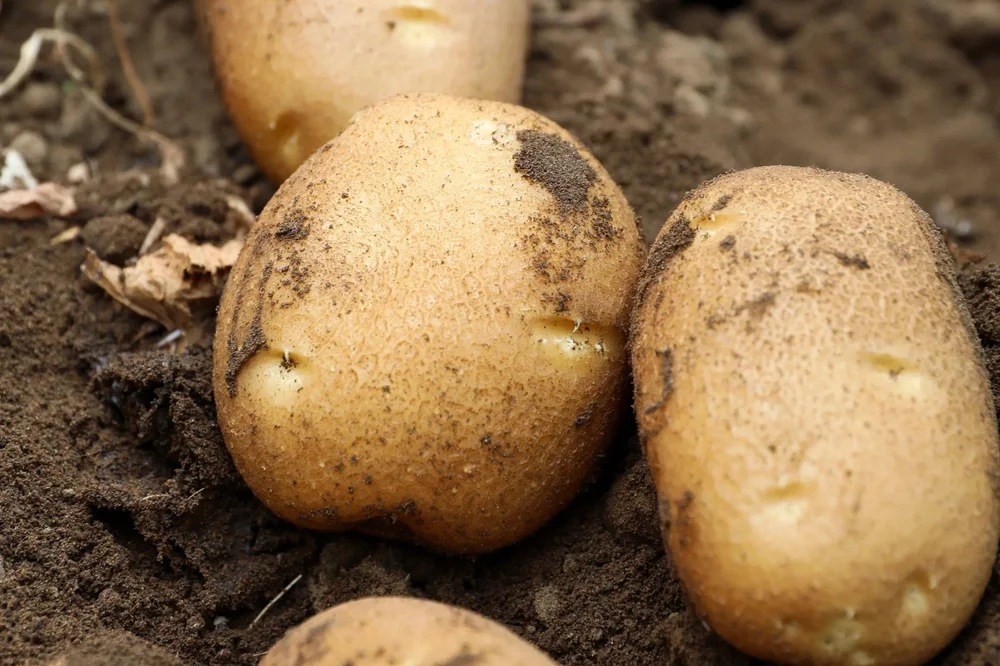 3 Easy Ways to Store Potatoes for Winter (Canning, Freezing & Root ...