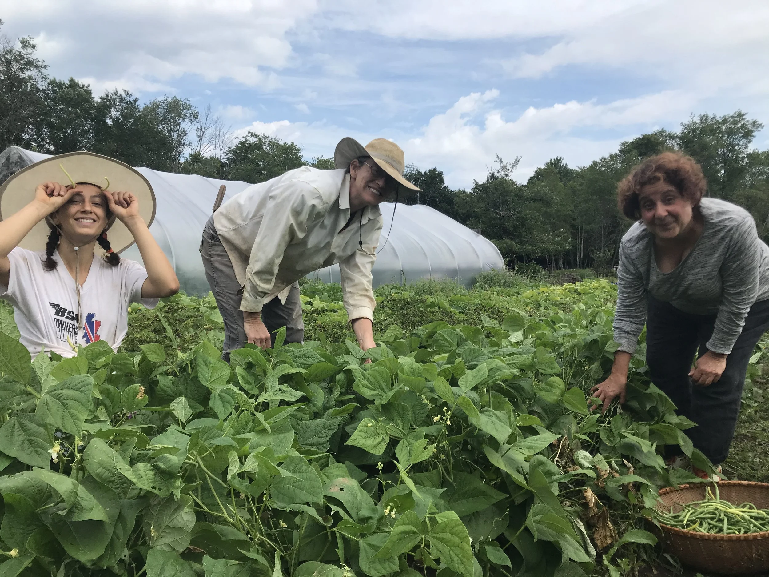 Wild Roots Farm