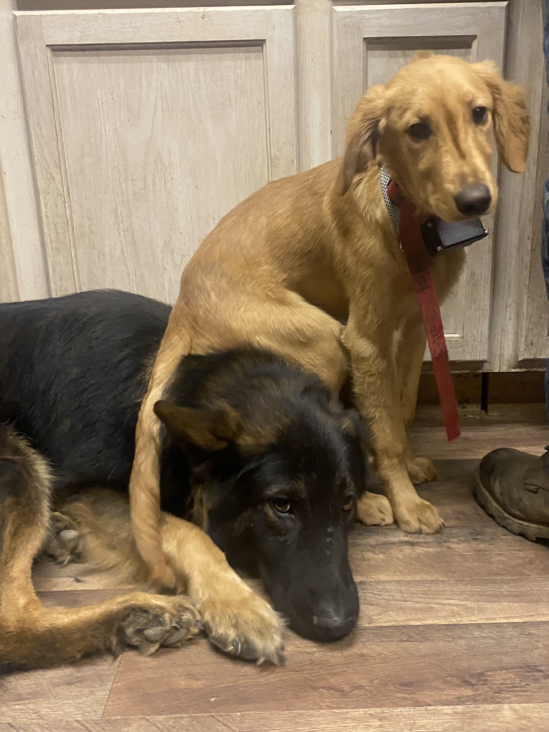 Get to Know Our Pets! — Keystone Veterinary Clinic