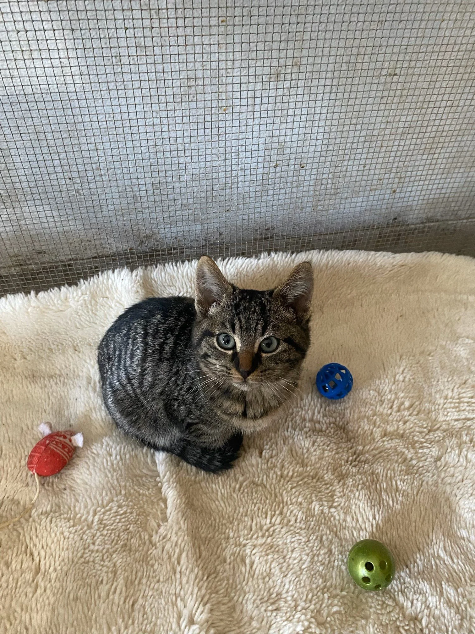 Hoosier Animal Rescue & Sanctuary