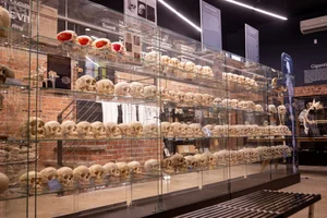 Visit — The Bone Museum
