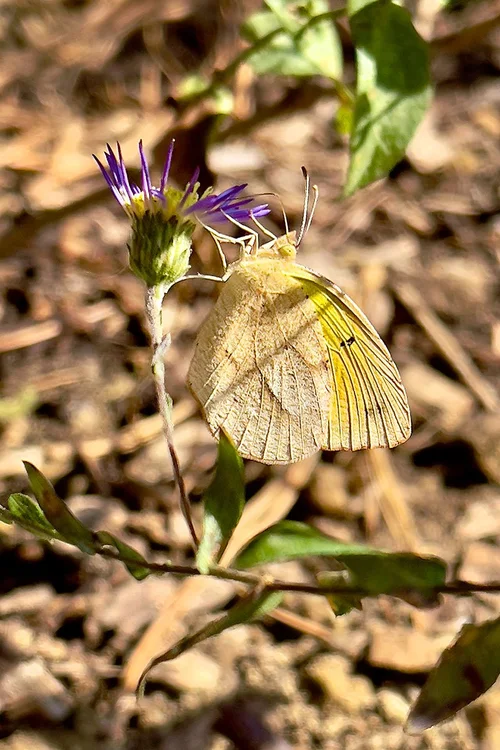 Pollinator Habitat Garden — Friends of Bandy Field Nature Park