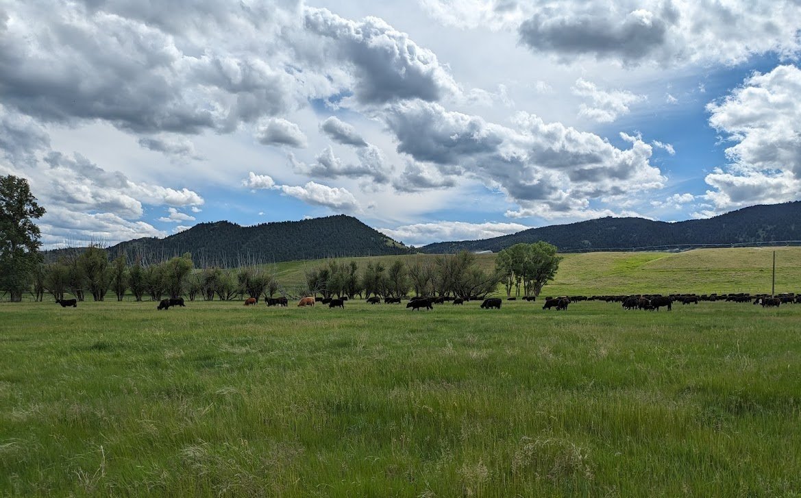 Contact Us — Sacred Pine Ranch