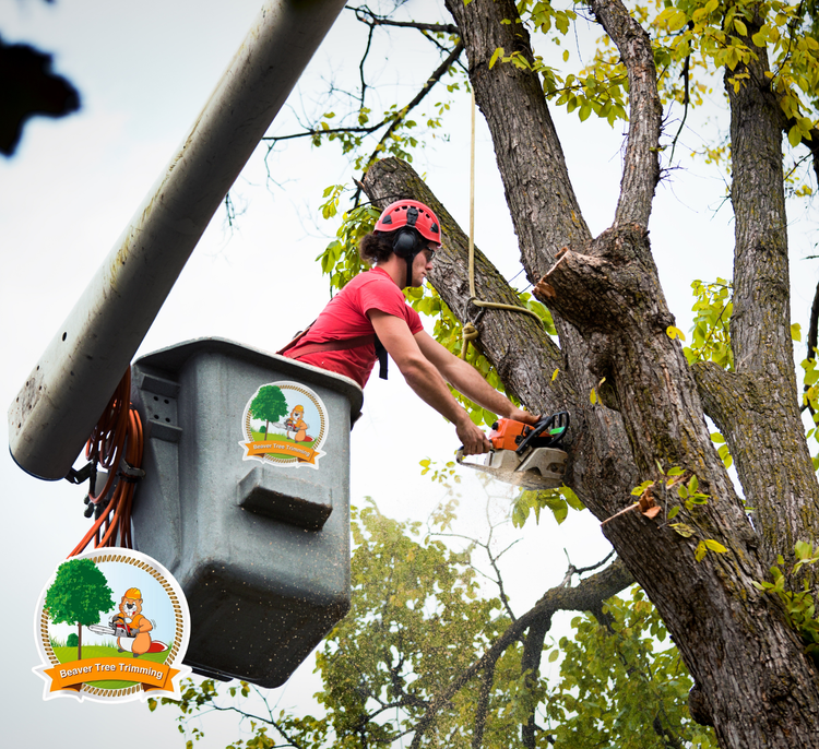 Tree Trimming Solutions