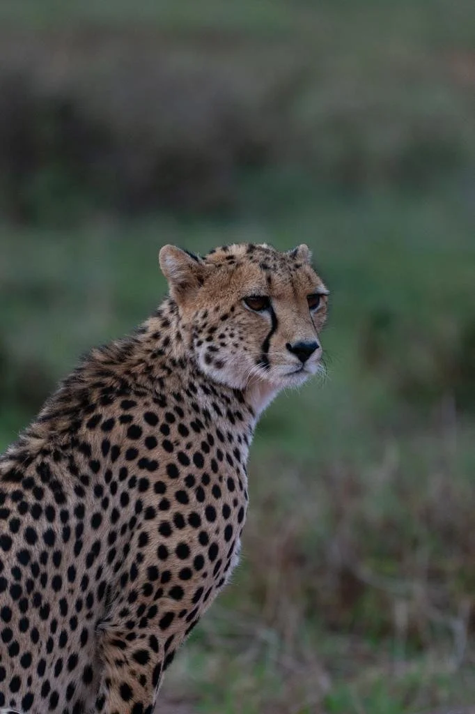 Kapara Collection — The Safari Series & Lolldaiga Hills: Laikipia's ...