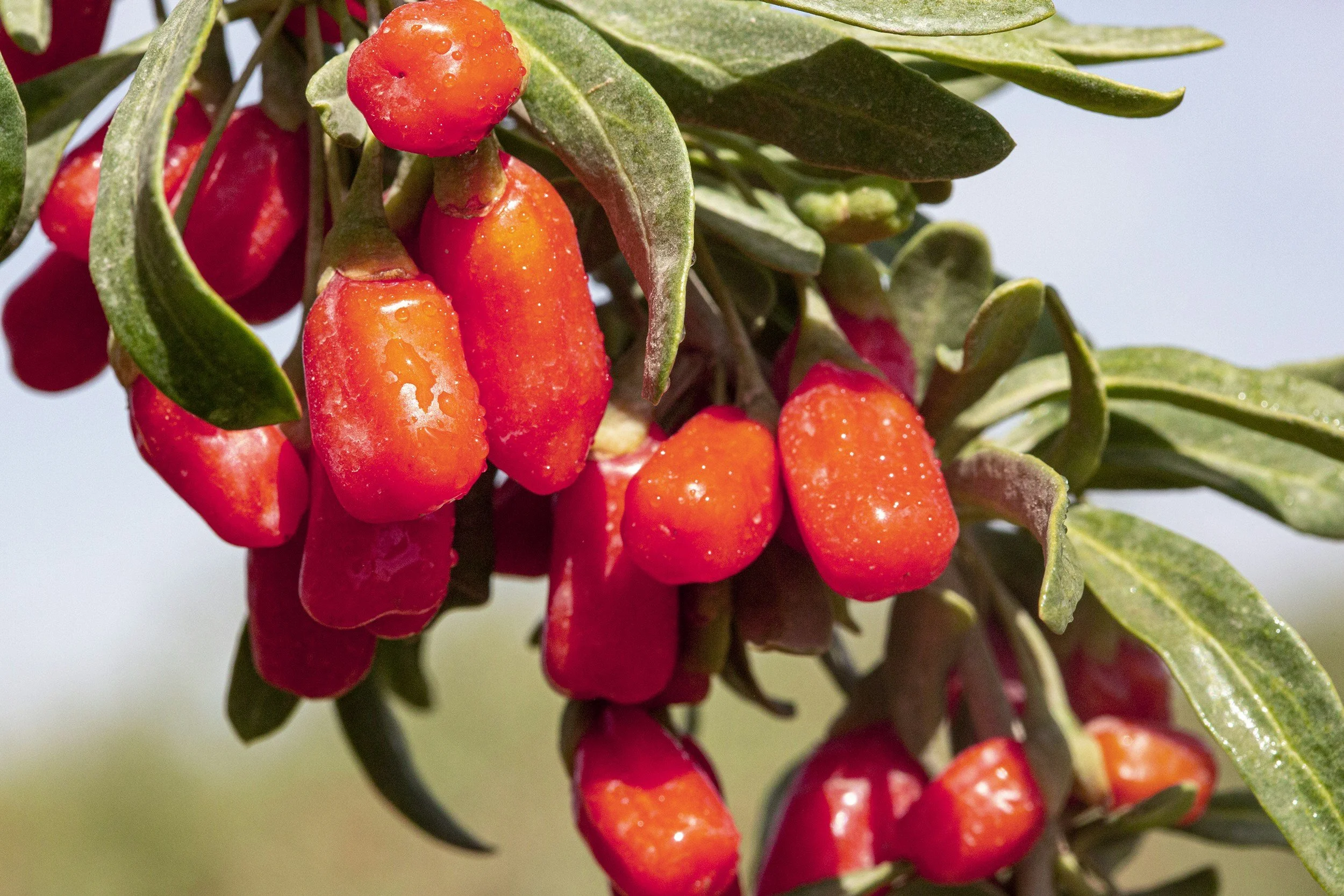 A clinical study evaluated the effects of drinking 60 ml of NingXia Red ...