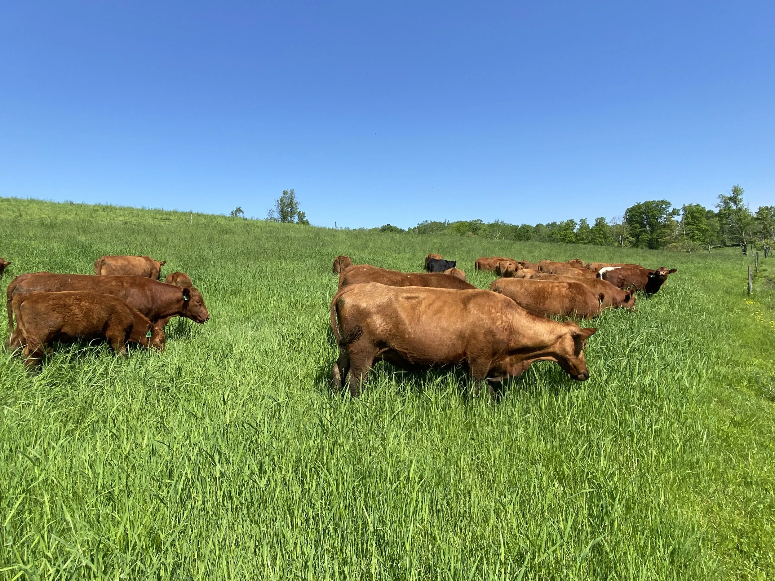 Grazin' Acres Farm | Grass-Fed Beef & Lamb | Heritage Breed Pork ...