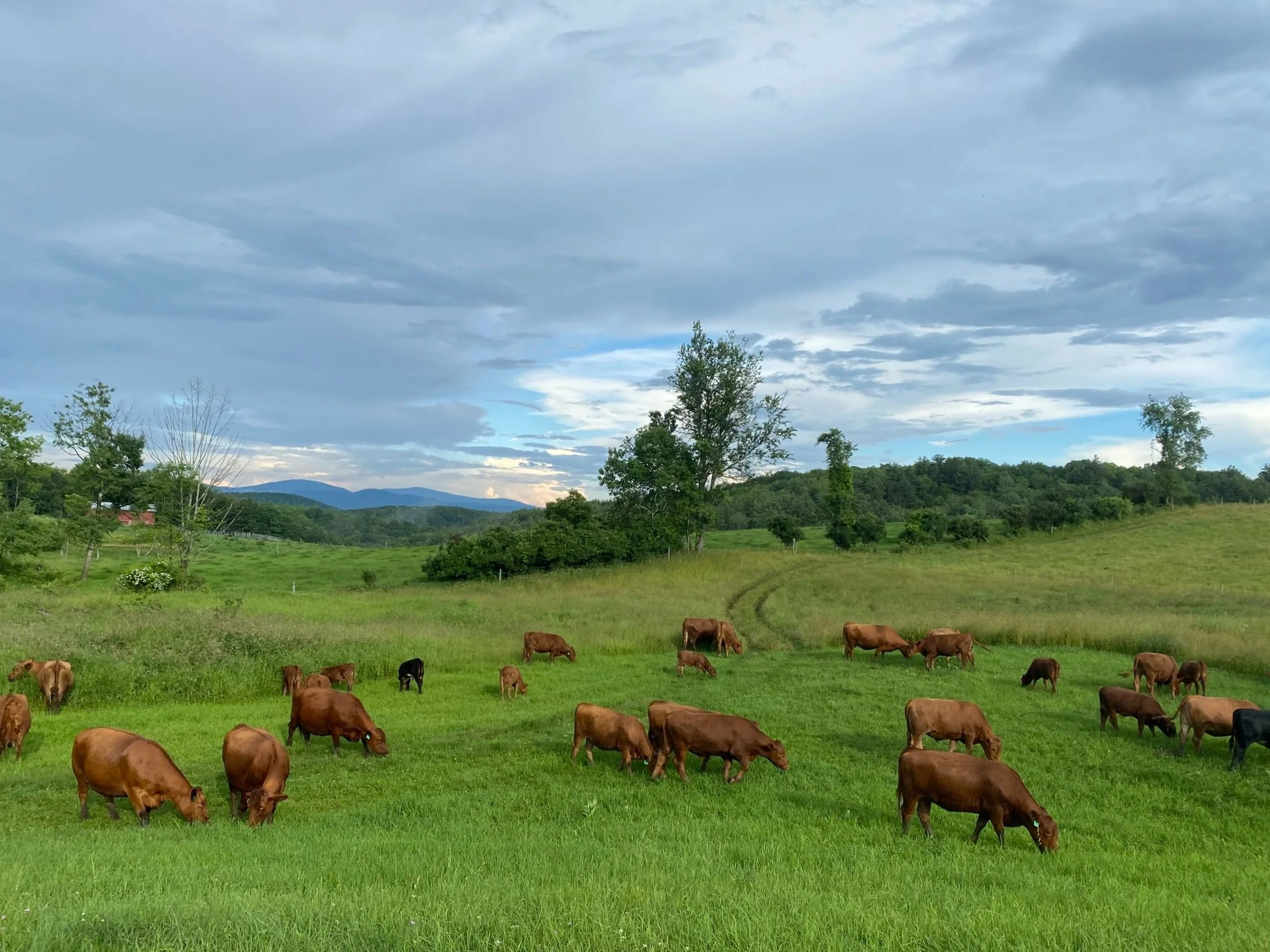 Grazin' Acres Farm | Grass-Fed Beef & Lamb | Heritage Breed Pork ...