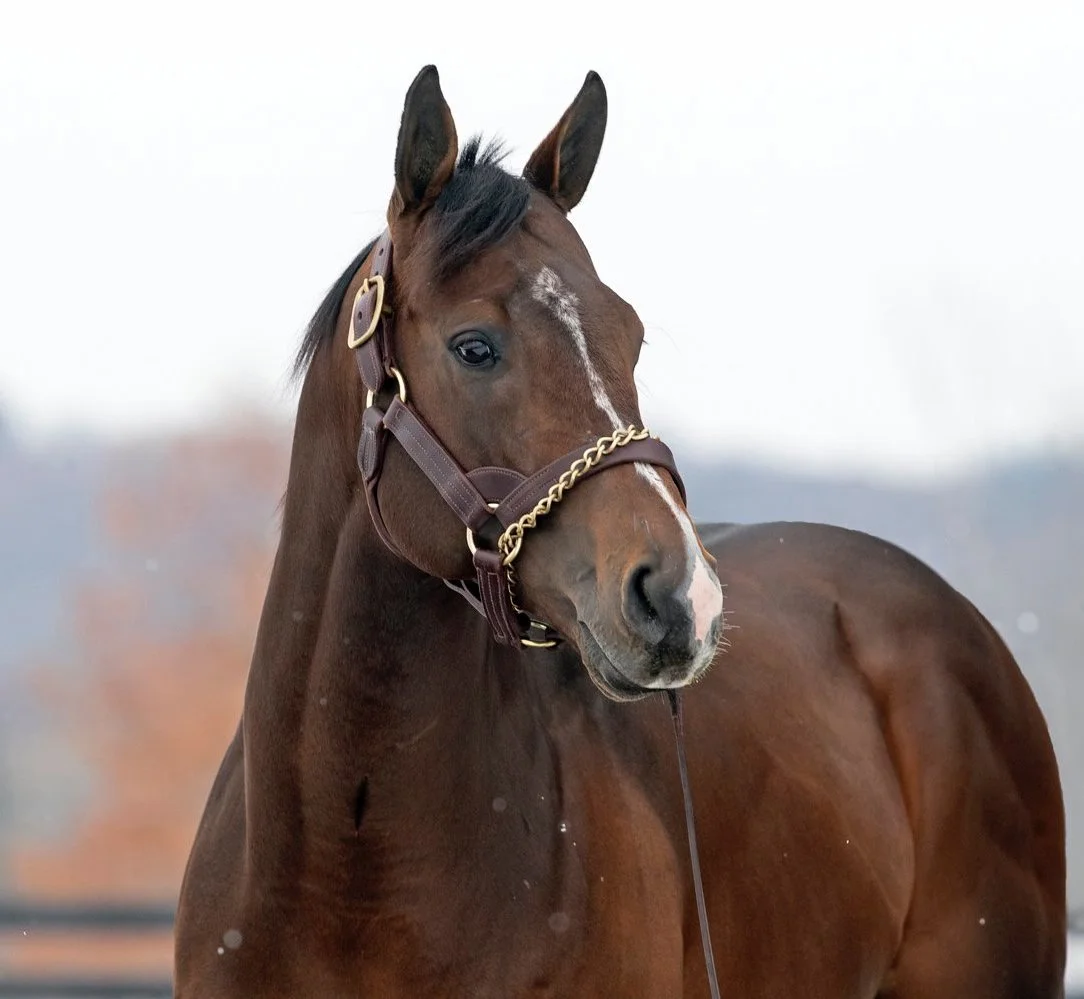 Honest Mischief — sequelfarms.com