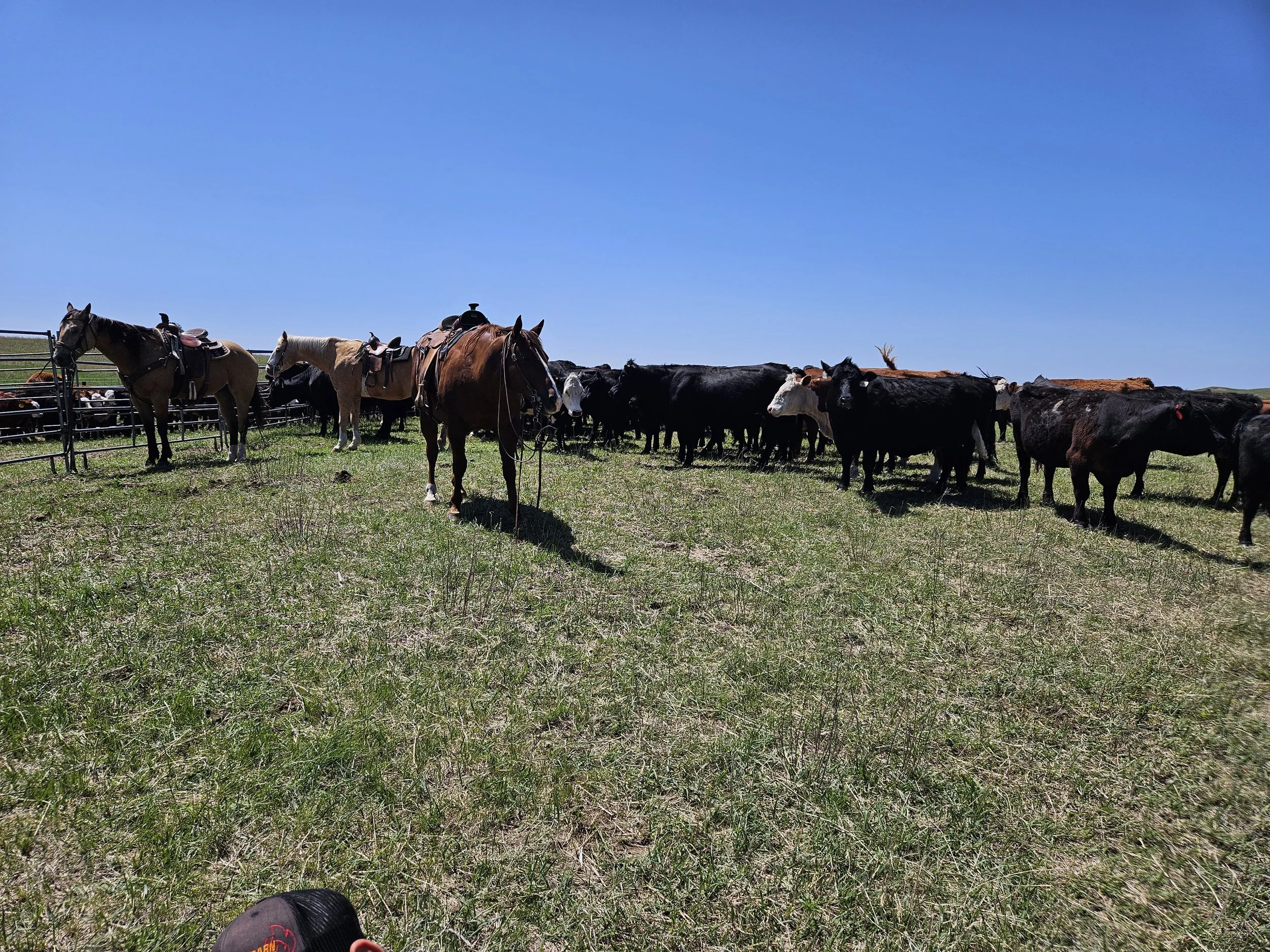 Prairie Promise Lean Beef | Lean Beef | Bulk Beef | Beef Bundles ...