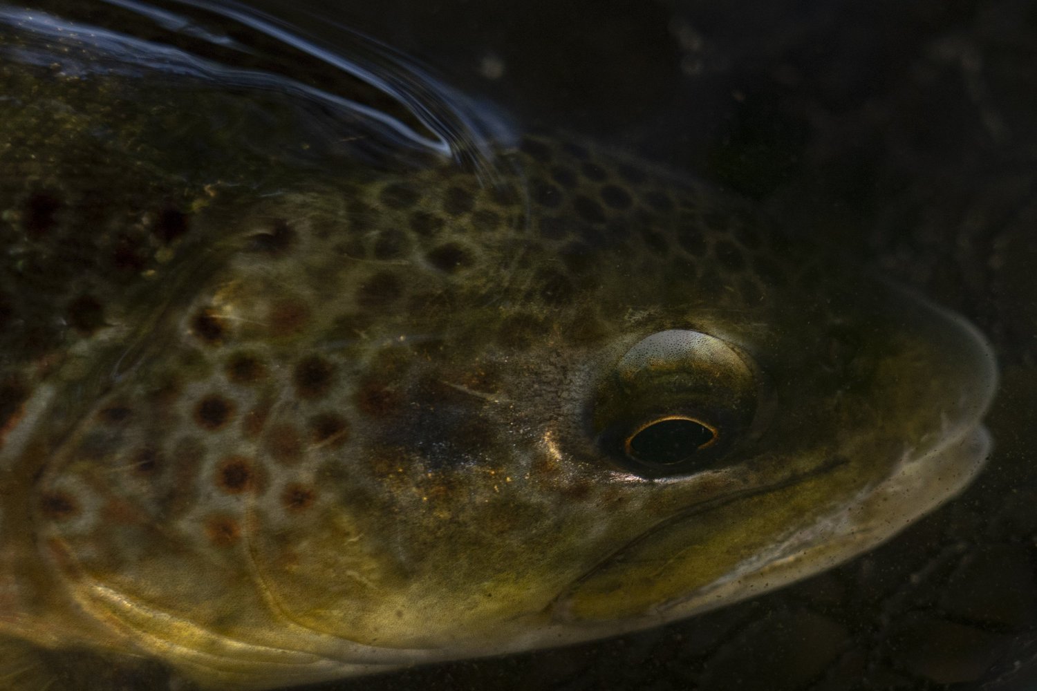 Haddon Hall Derbyshire Fly Fishing — Peacock Fly Fishing Club