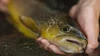 Haddon Hall Derbyshire Fly Fishing — Peacock Fly Fishing Club