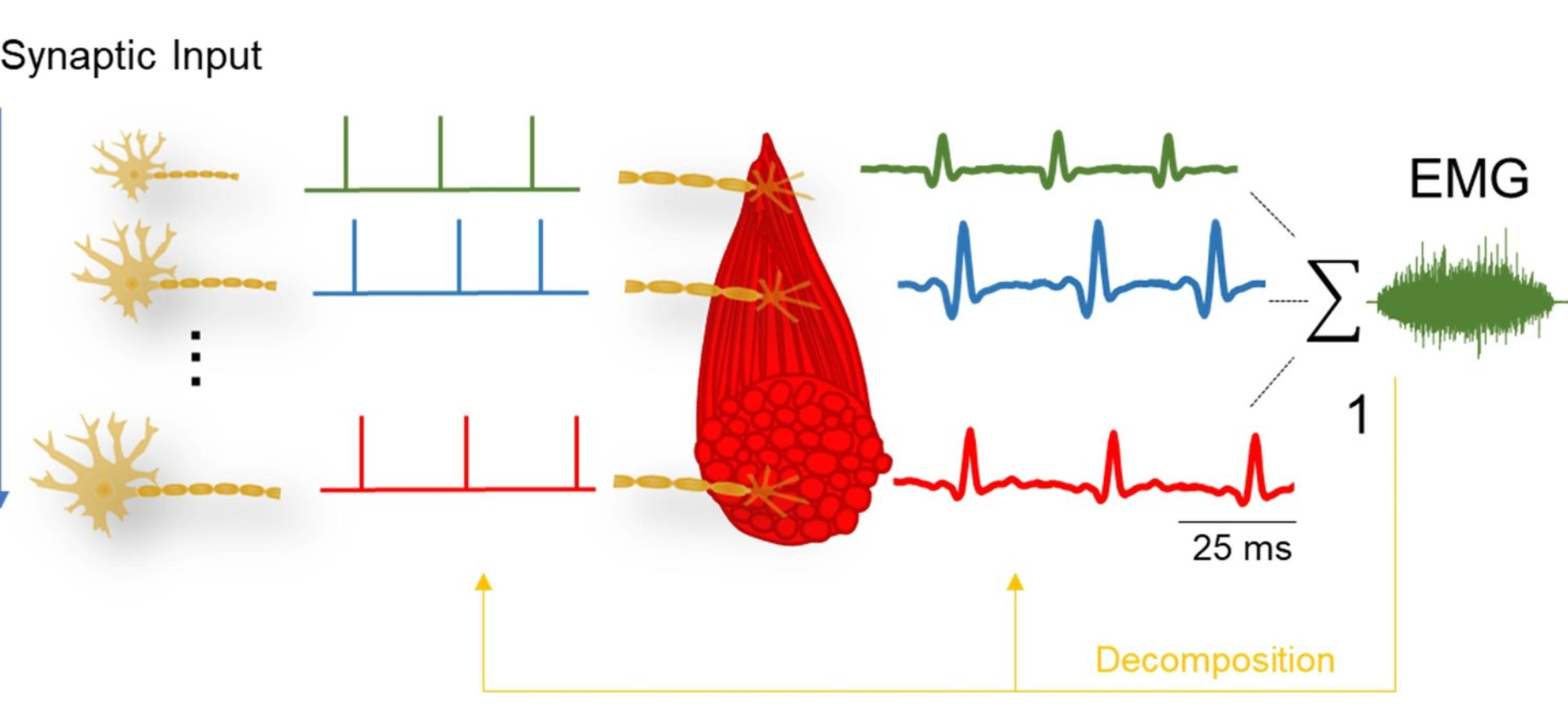 TMSi — an Artinis company — What is HD-EMG