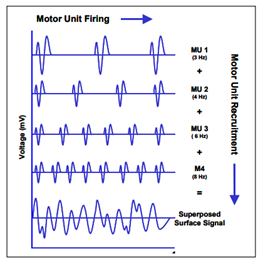 TMSi — an Artinis company — What Is Electromyography (EMG)?