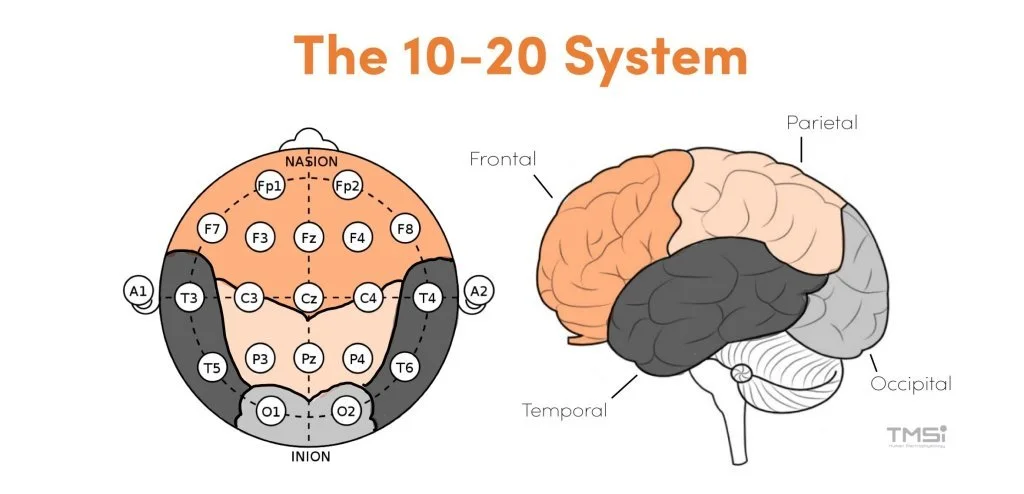 TMSi — an Artinis company — What Is the 10-20 System for EEG?