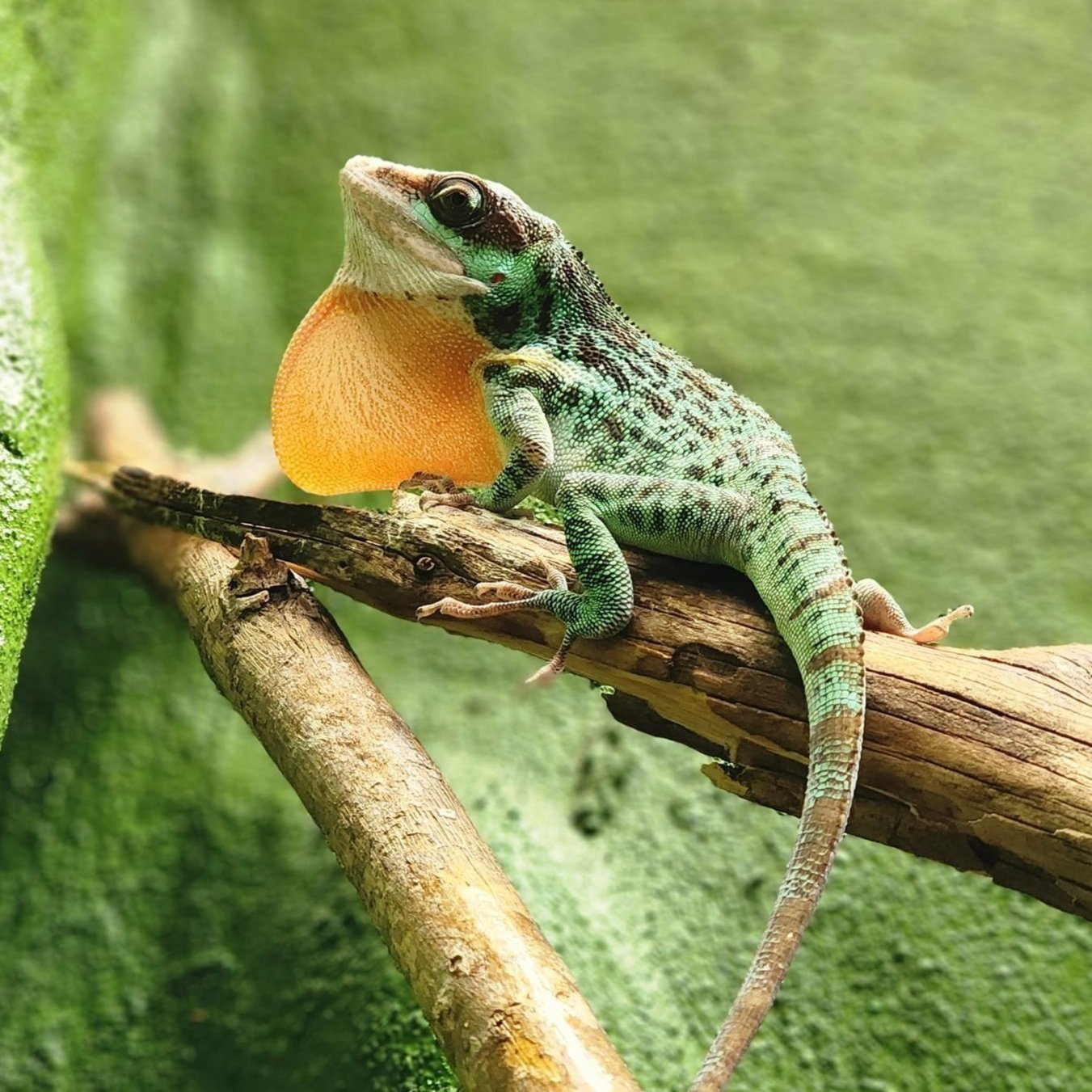 Reptilandia - Reptile Lagoon