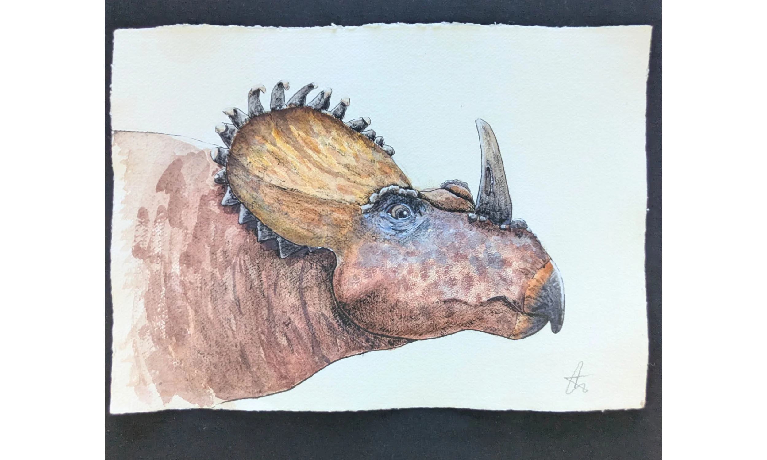 Original Watercolour Illustration of a Sinoceratops Dinosaur ...