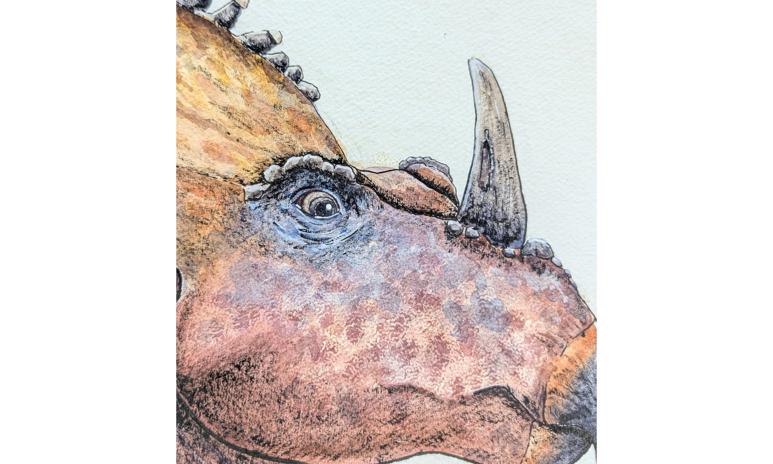 Original Watercolour Illustration of a Sinoceratops Dinosaur ...