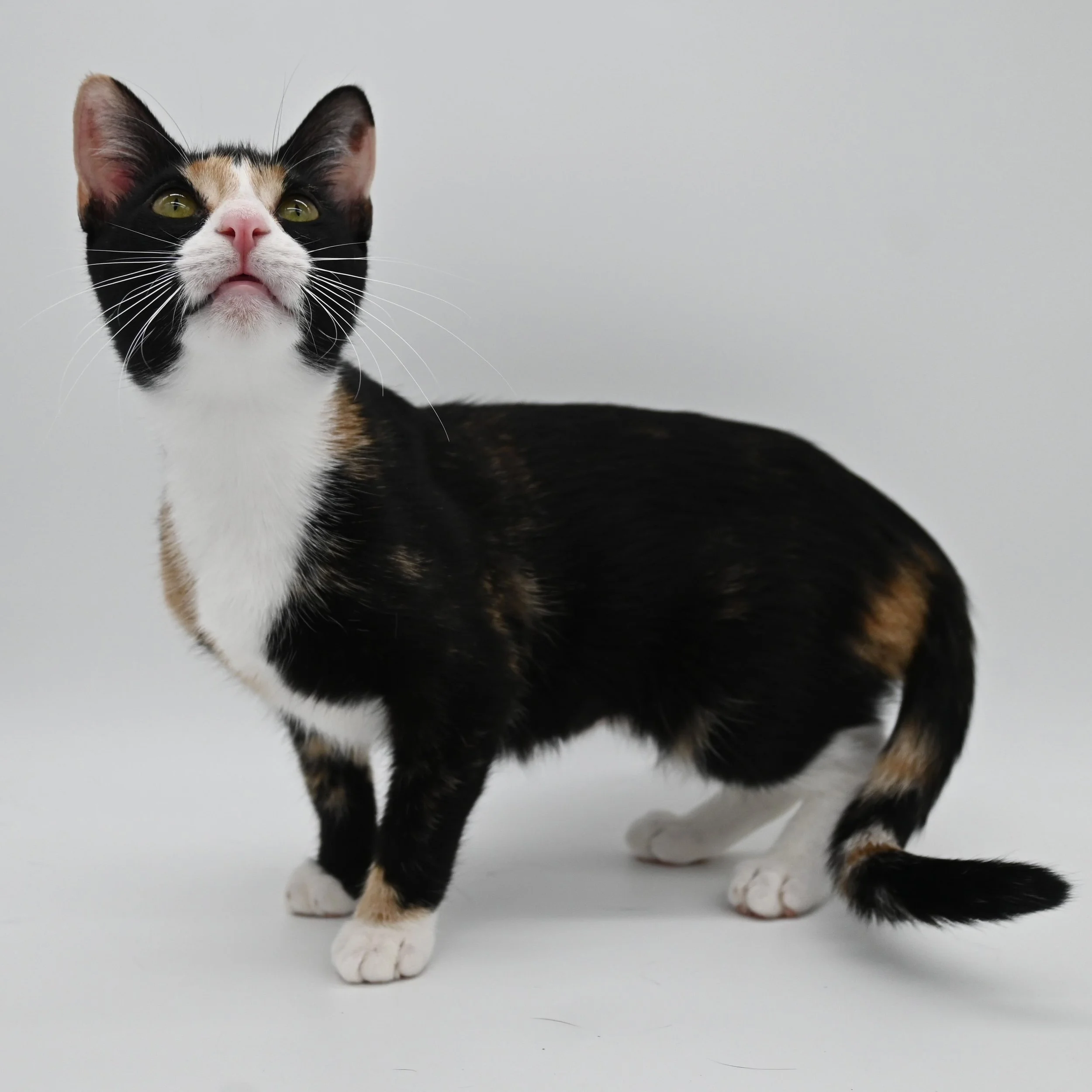 Meows and Mutts Rescue