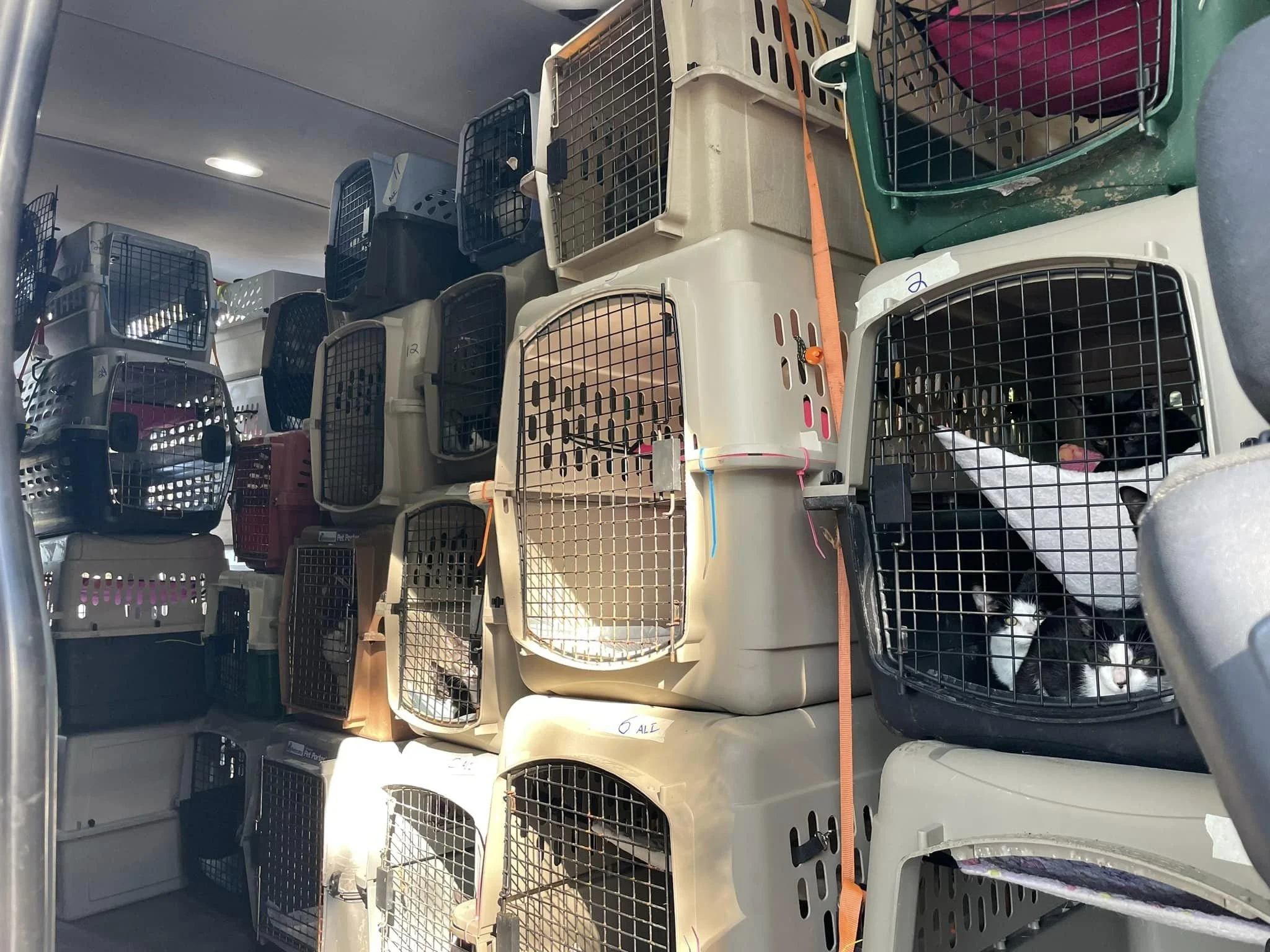 Meows and Mutts Rescue