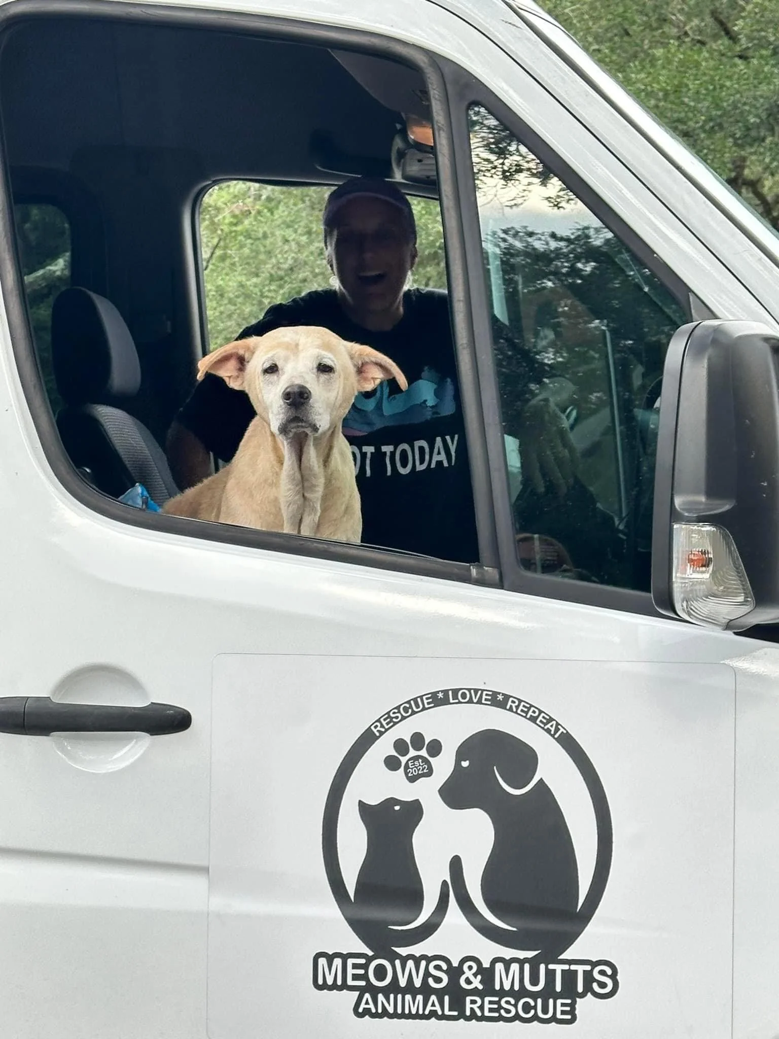 Get Involved — Meows and Mutts Rescue