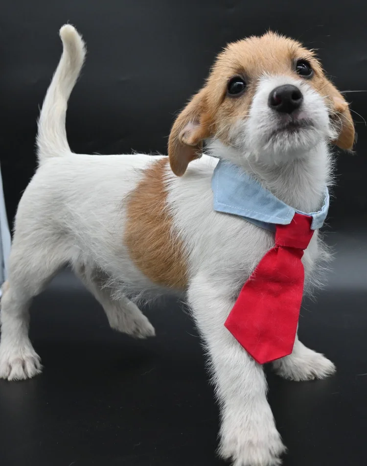 Meows and Mutts Rescue