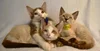 About Us — Meows and Mutts Rescue