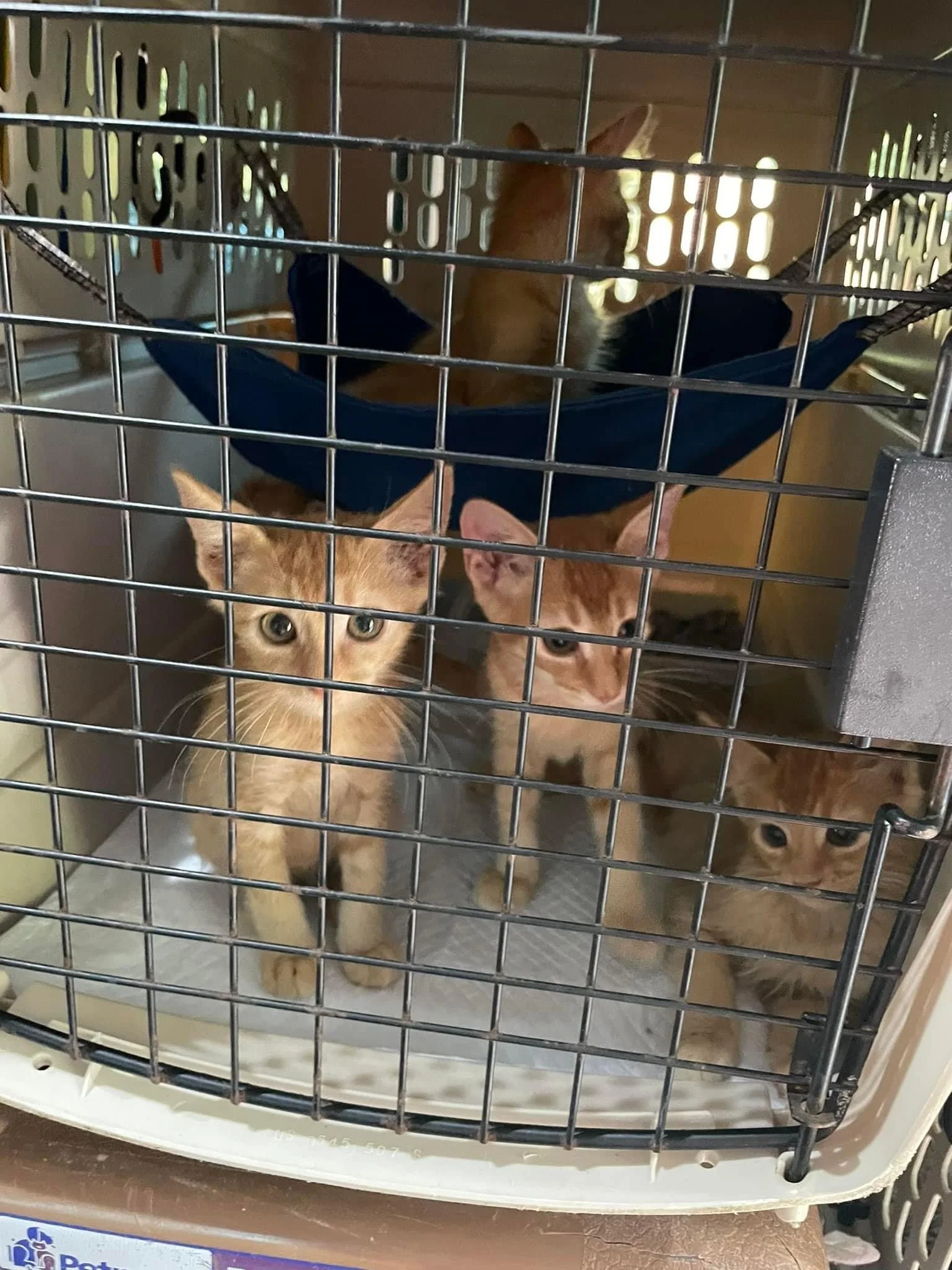 About Us — Meows and Mutts Rescue