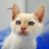 Meows and Mutts Rescue