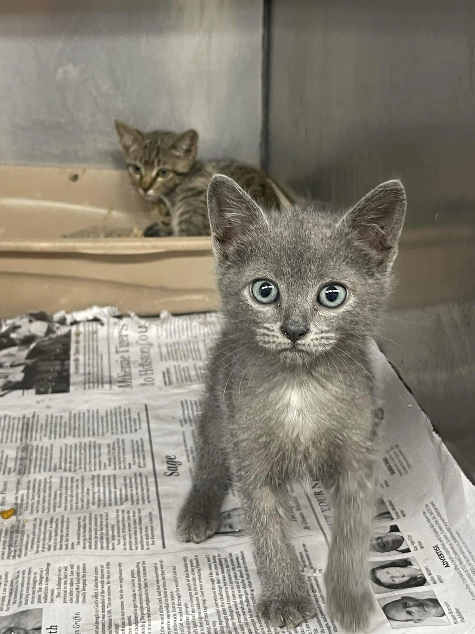 About Us — Meows and Mutts Rescue