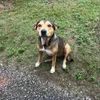 About Us — Meows and Mutts Rescue