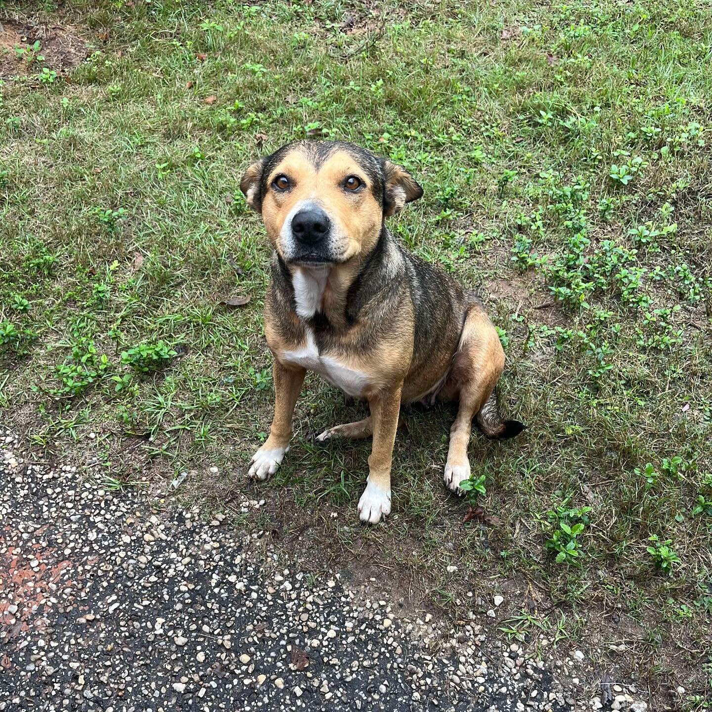 About Us — Meows and Mutts Rescue