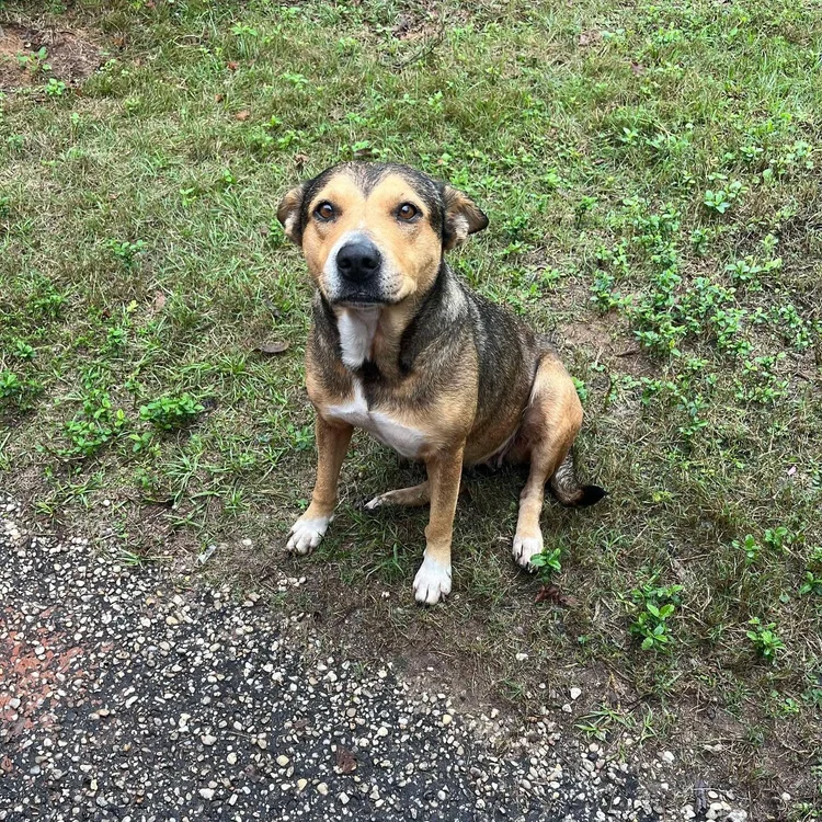 About Us — Meows and Mutts Rescue
