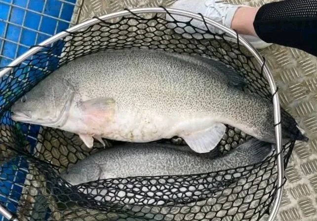 PRICING — Murray Cod Fingerlings