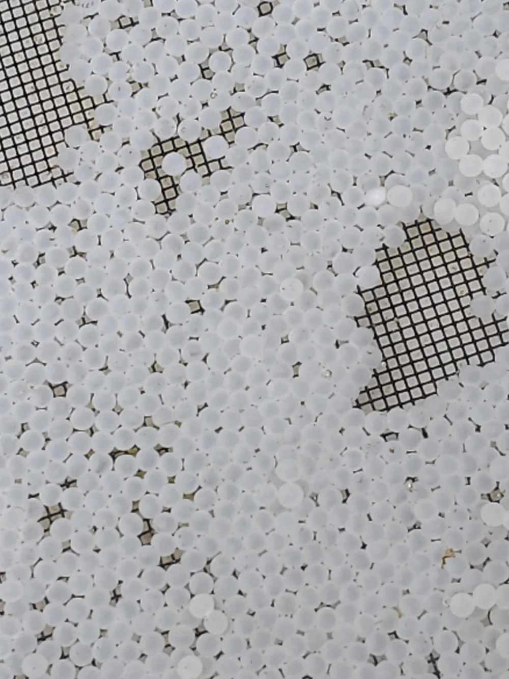 PRICING — Murray Cod Fingerlings