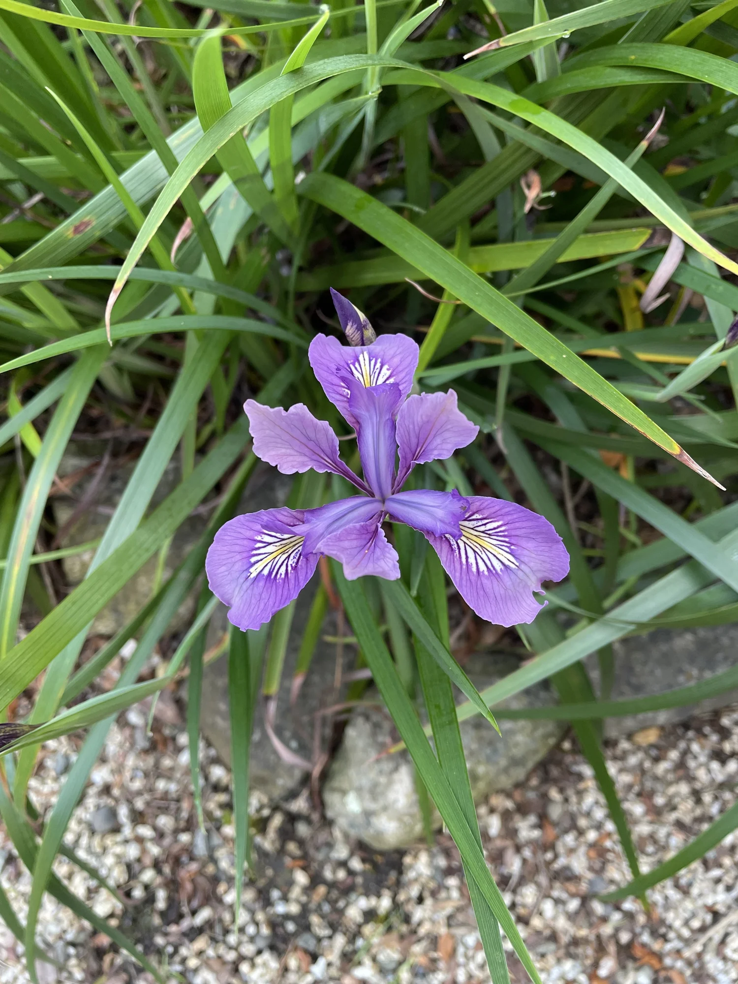 Flower of the month: Douglas iris — Wild Leaf Flowers