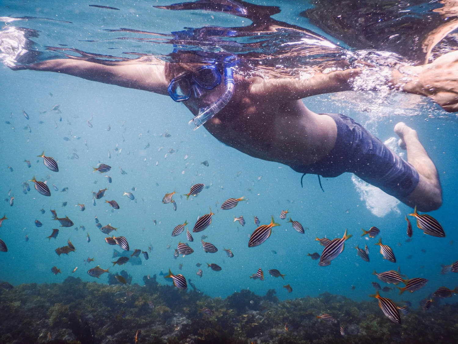Book your snorkeling tour in Sydney — Sydney Snorkeling