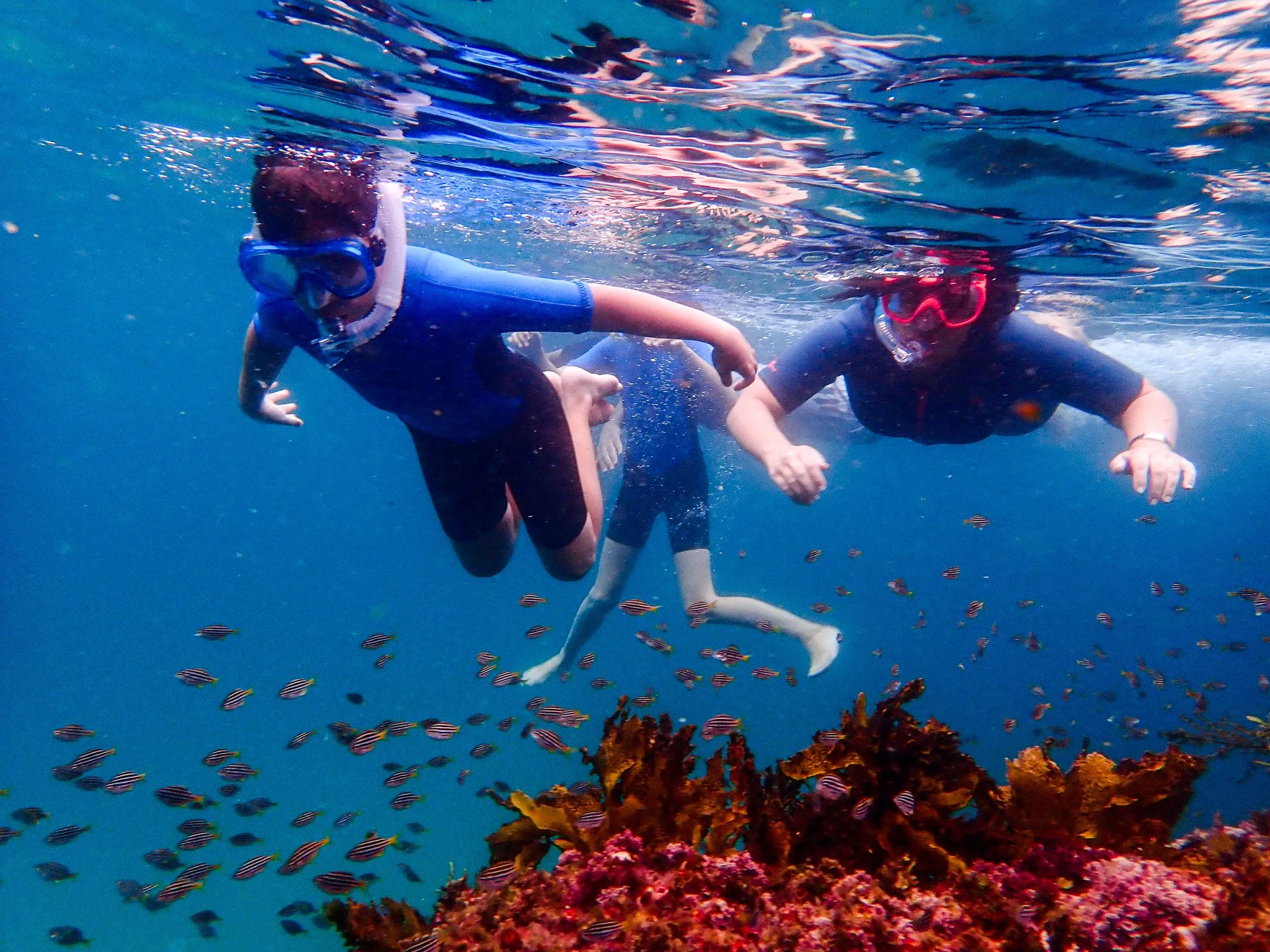 Book your snorkeling tour in Sydney — Sydney Snorkeling
