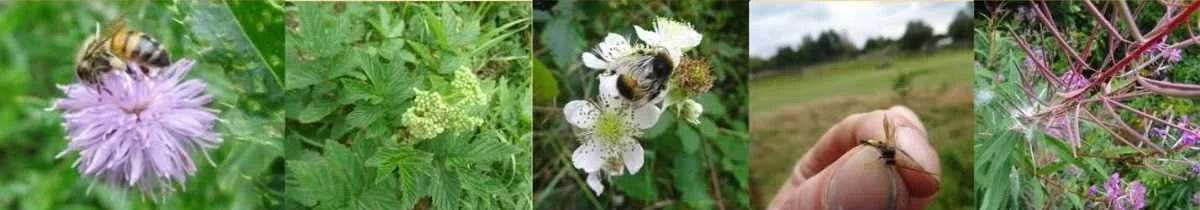 Ecology talk: The Braid Burn, Inch Park — Bridgend Farmhouse Scotland