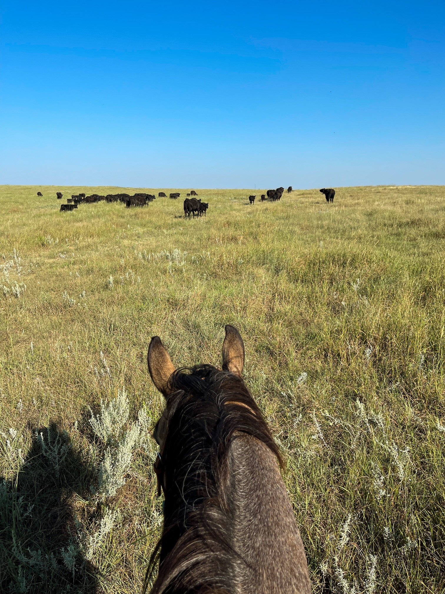 Mull Beef | High-Quality Beef | Raised With Care | Minneapolis, KS